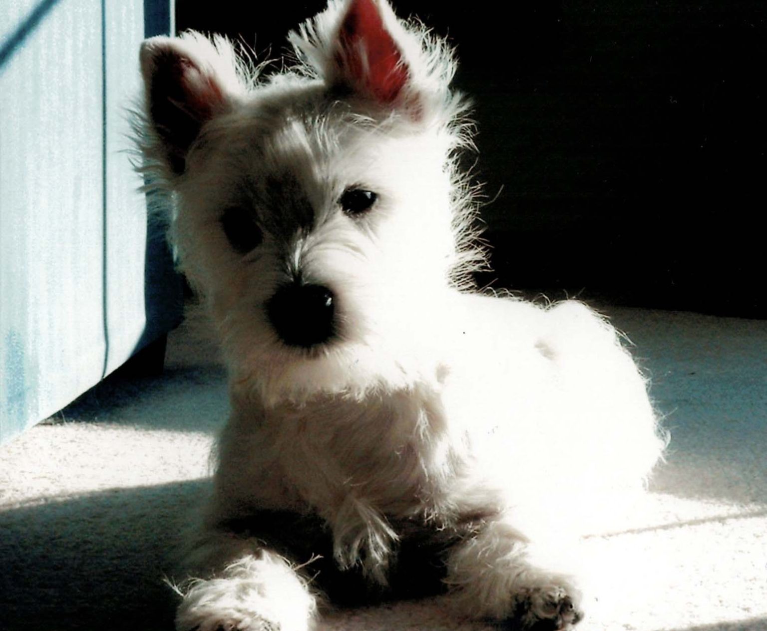 Membership of the Canadian West Highland White Terrier Club