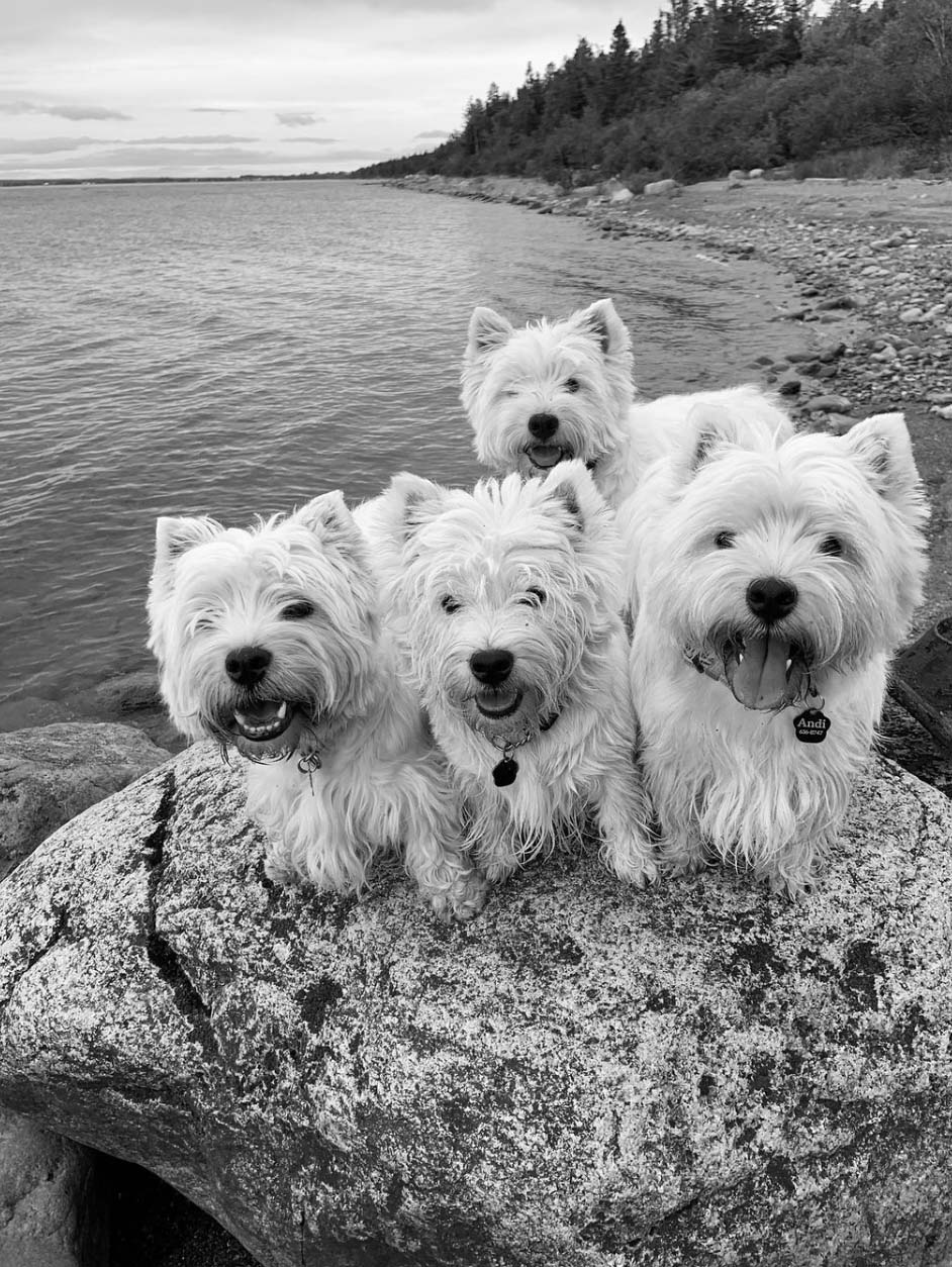 The Club - The Canadian West Highland White Terrier Club